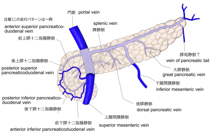 Visual Anatomy 視覚解剖学